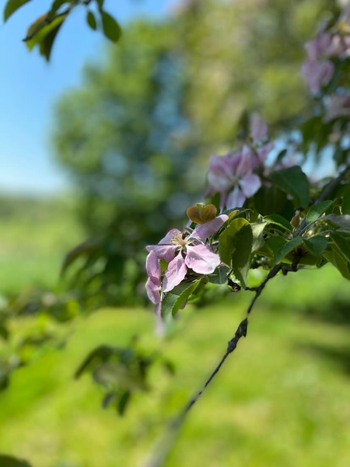 Cherry tree in back yard 2020 - Davis Farm and Guest House