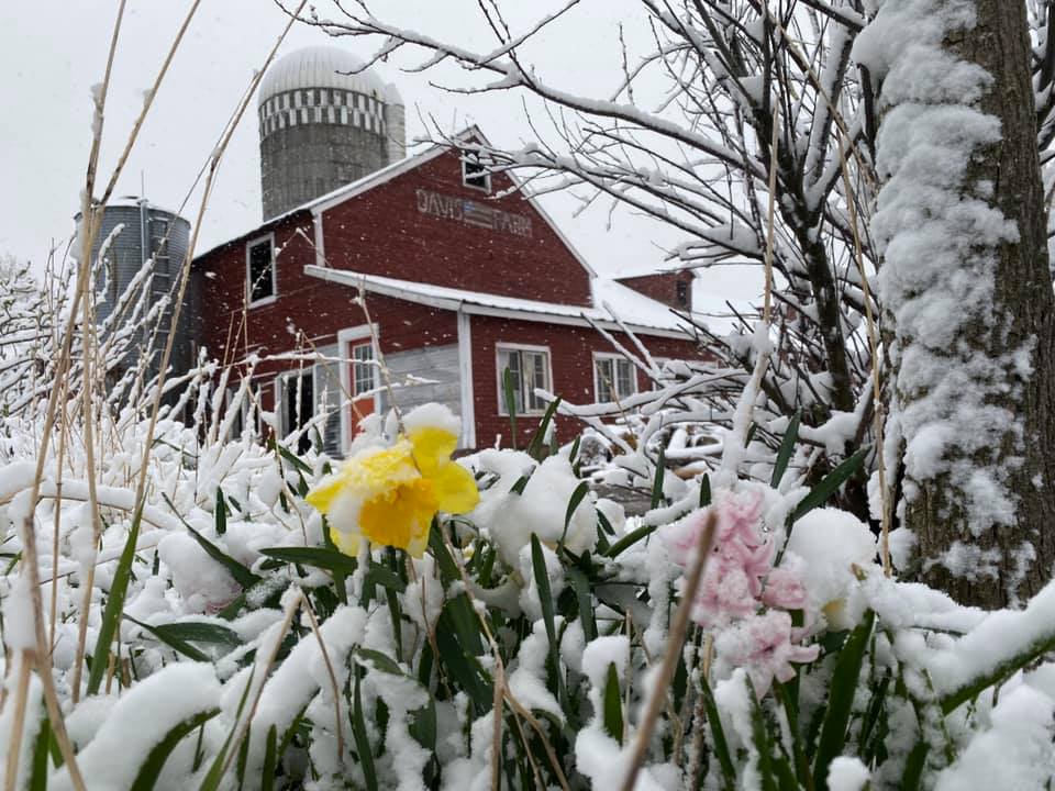 Snow in May 2020 - Davis Farm and Guest House
